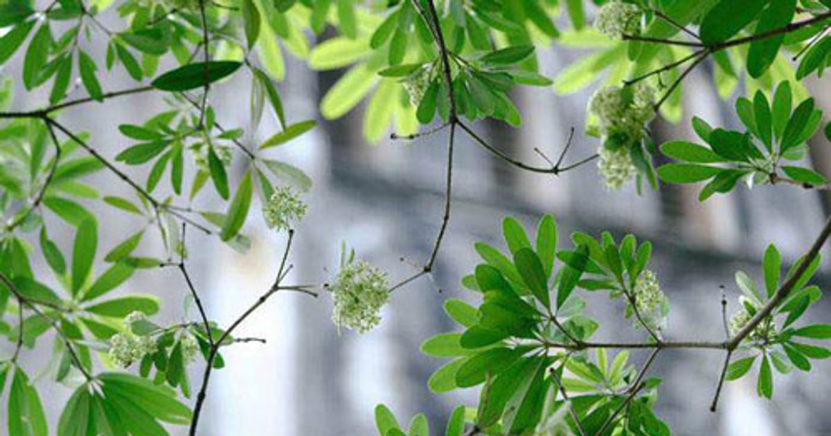 Nồng nà n hoa sữa