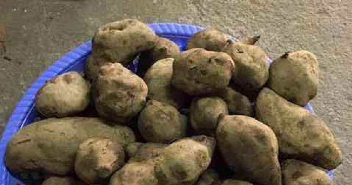 Người thành phố hóng đặc sản sâm đất từ núi cao về